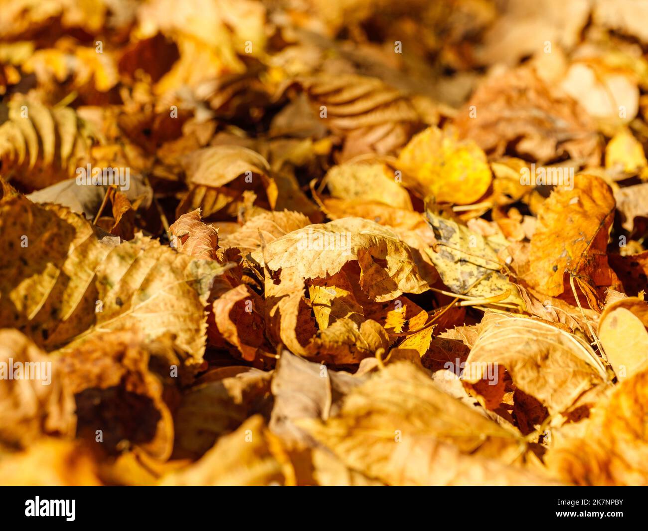 Autumn's fallen leaves are scattered as covering background Stock Photo ...