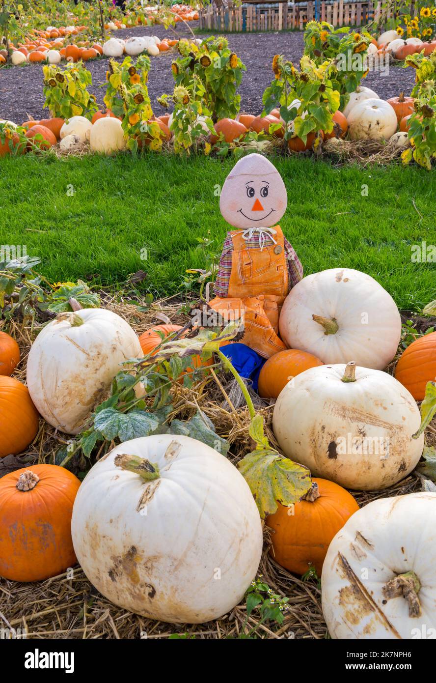 Pumpkin Time at Sunnyfields Farm in Totton, Hampshire UK in October as ...