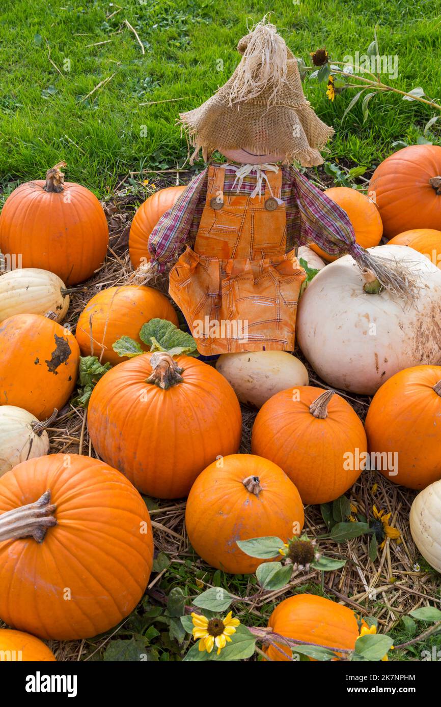 Pumpkin Time at Sunnyfields Farm in Totton, Hampshire UK in October as ...