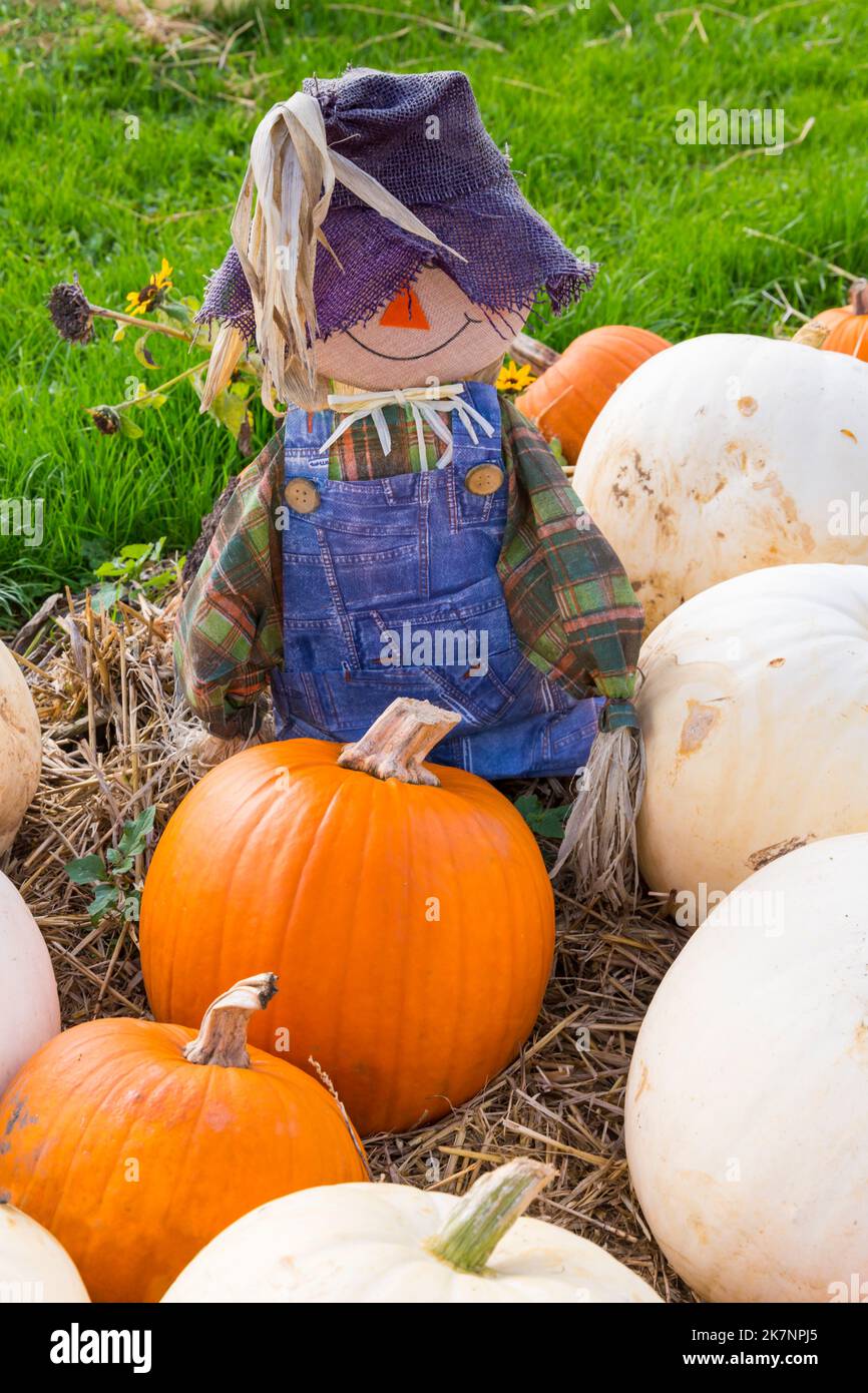 Pumpkin Time at Sunnyfields Farm in Totton, Hampshire UK in October as ...