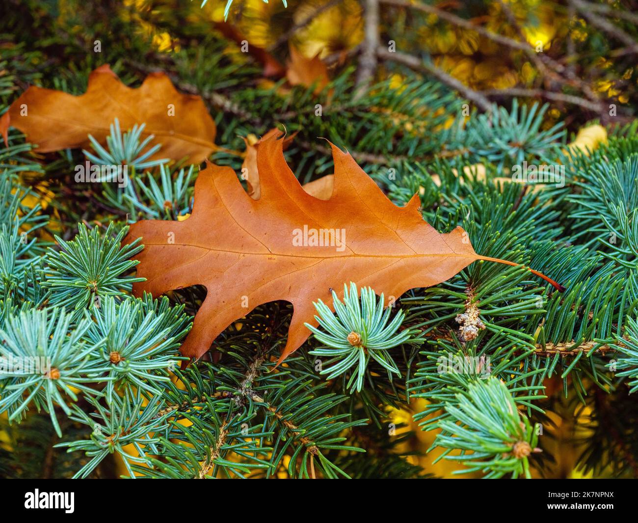 Maple texture hi-res stock photography and images - Alamy