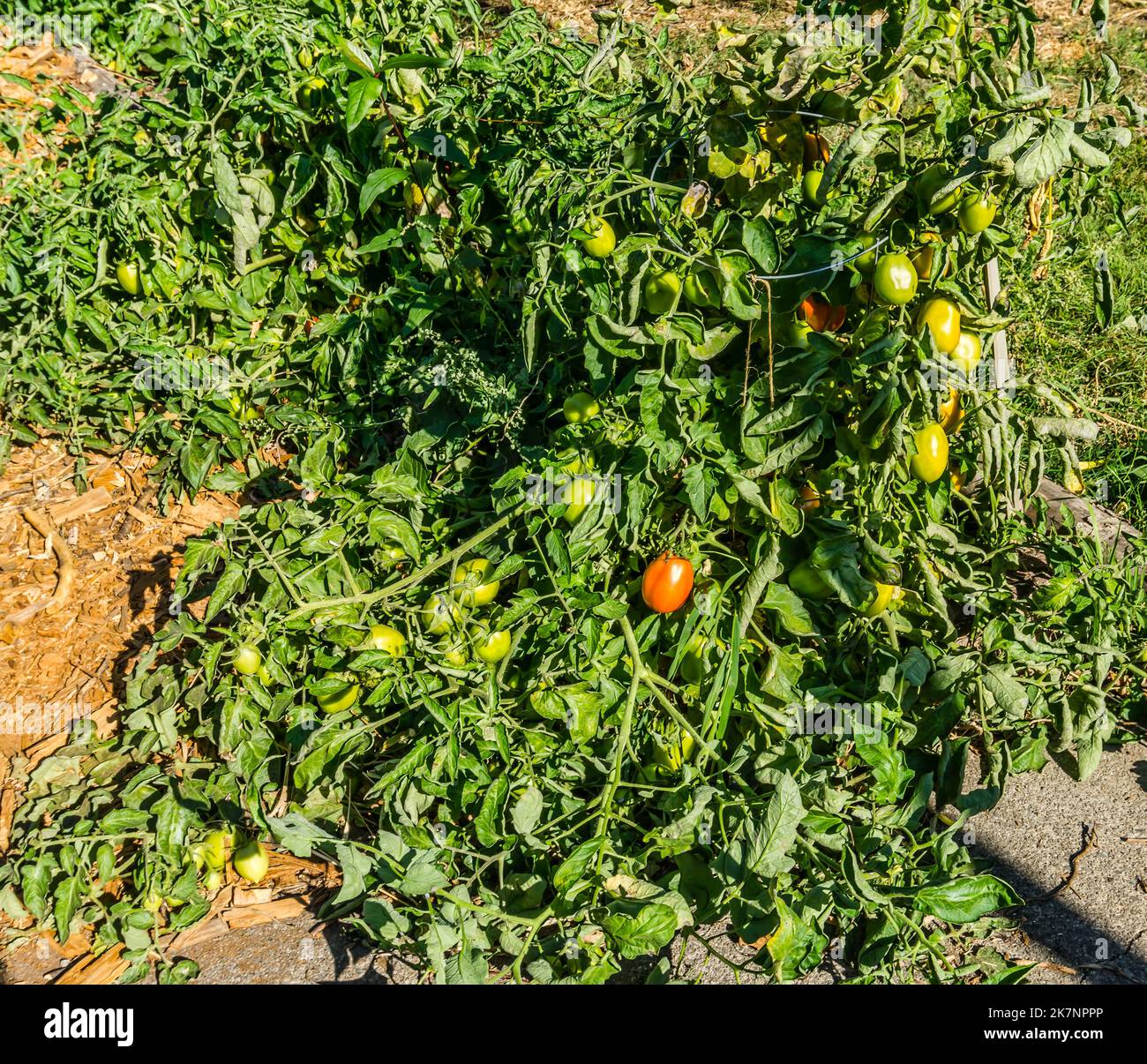 Abundant tomato bushes in a back yard in Washington State Stock Photo ...