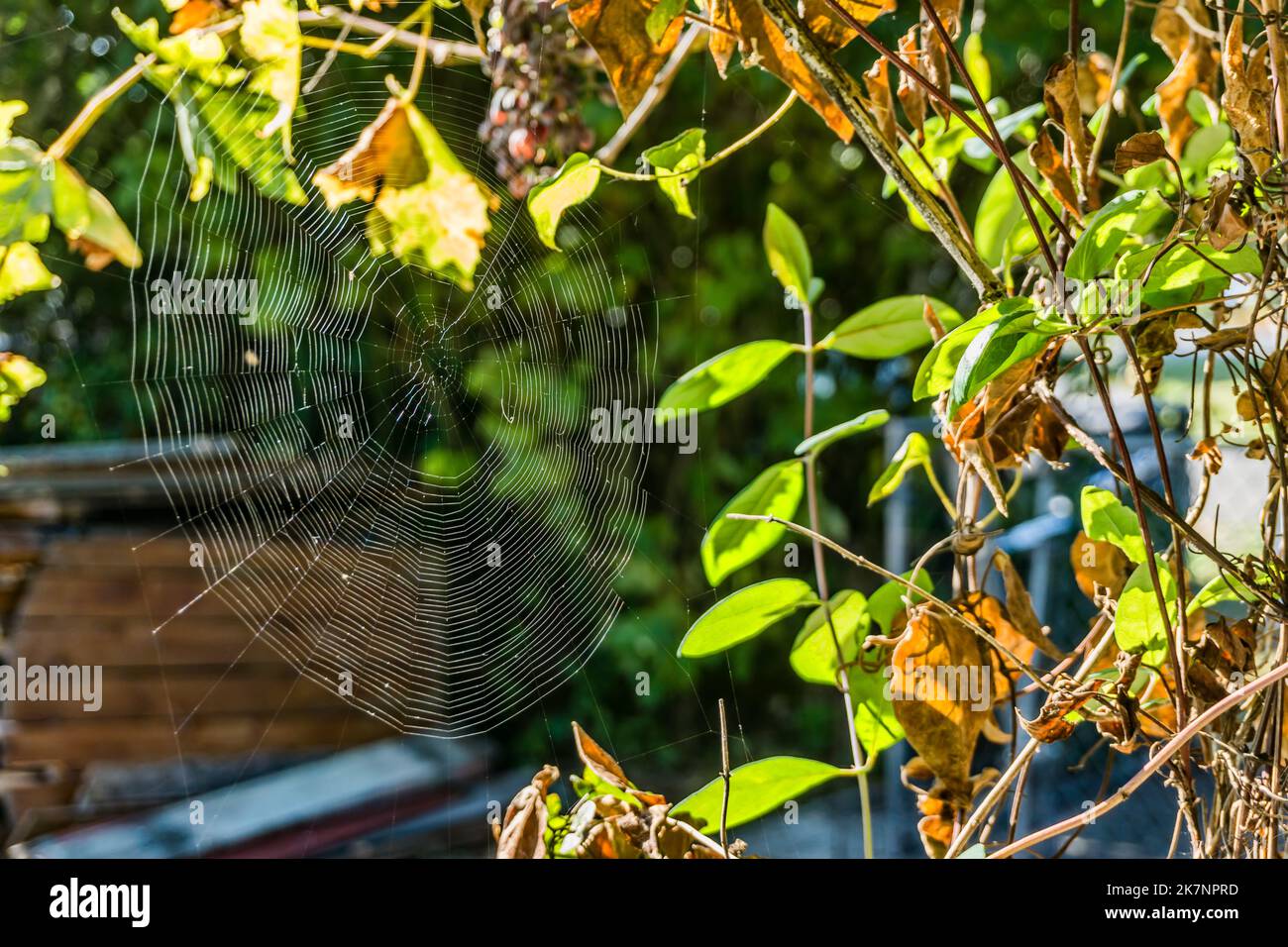 A vrilliant spider web hand on bushes in Washington State Stock Photo ...