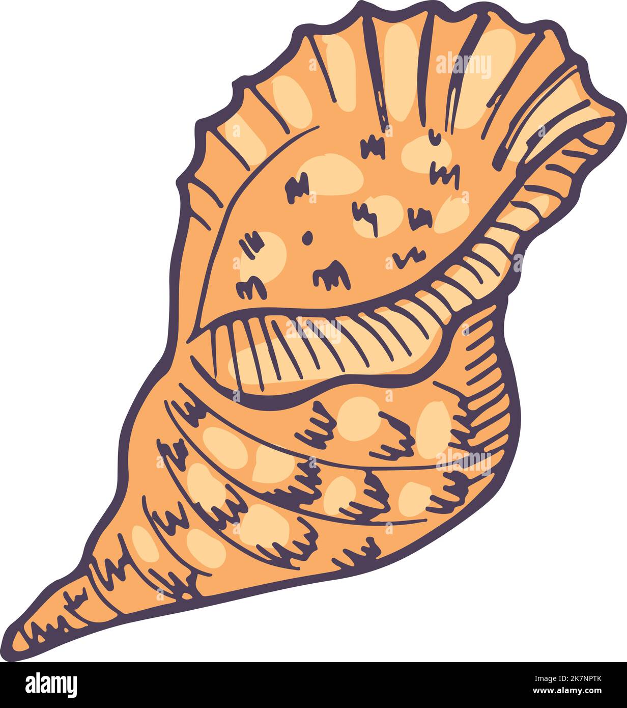 Conch shell drawing hi-res stock photography and images - Alamy