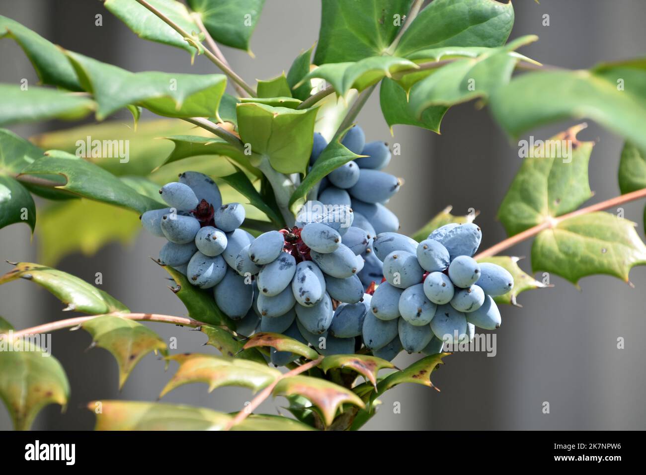 Brilliant ripe Oregon grapes on an ornamental shrub in the summer time ...