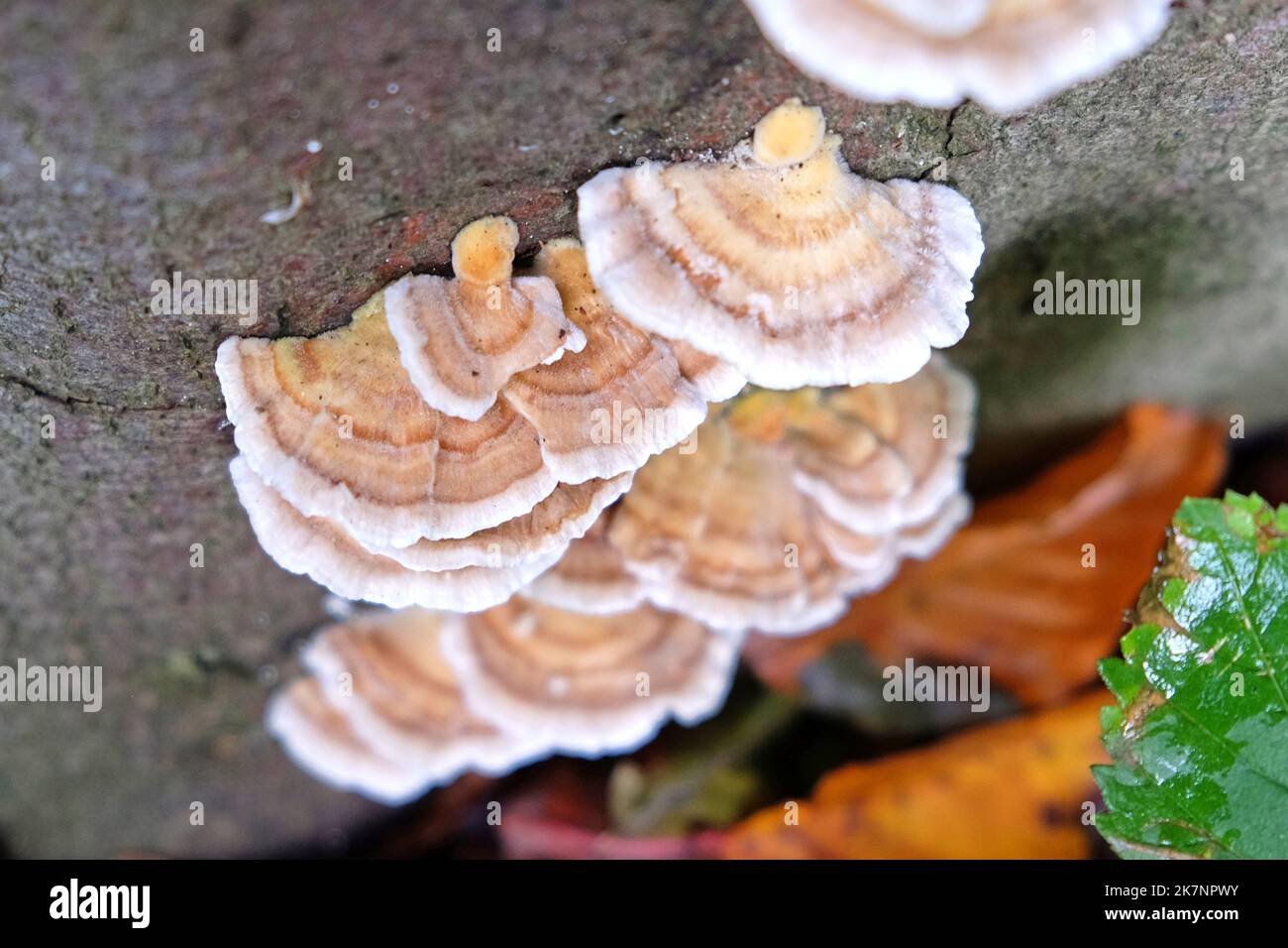Turkey tail fungus in beech woodland, Surrey, UK Stock Photo - Alamy