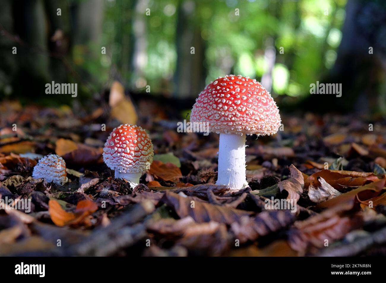 Fly agaric mushrooms in beech woodland, Surrey, UK Stock Photo - Alamy