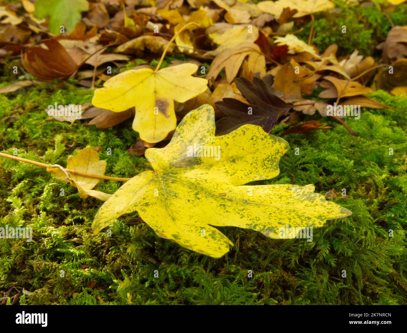 Field maple leaf hi-res stock photography and images - Alamy