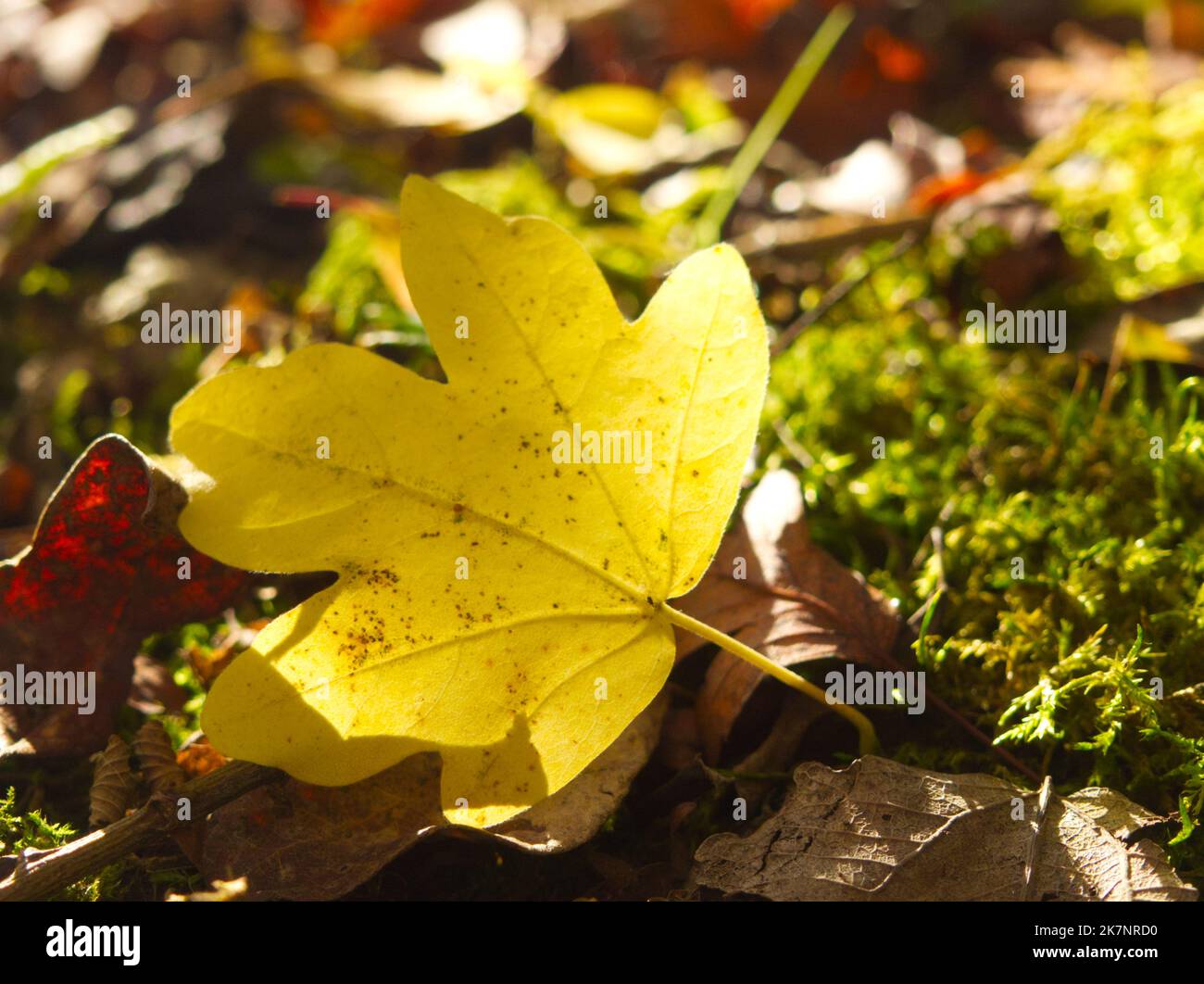 Field maple leaf hi-res stock photography and images - Alamy