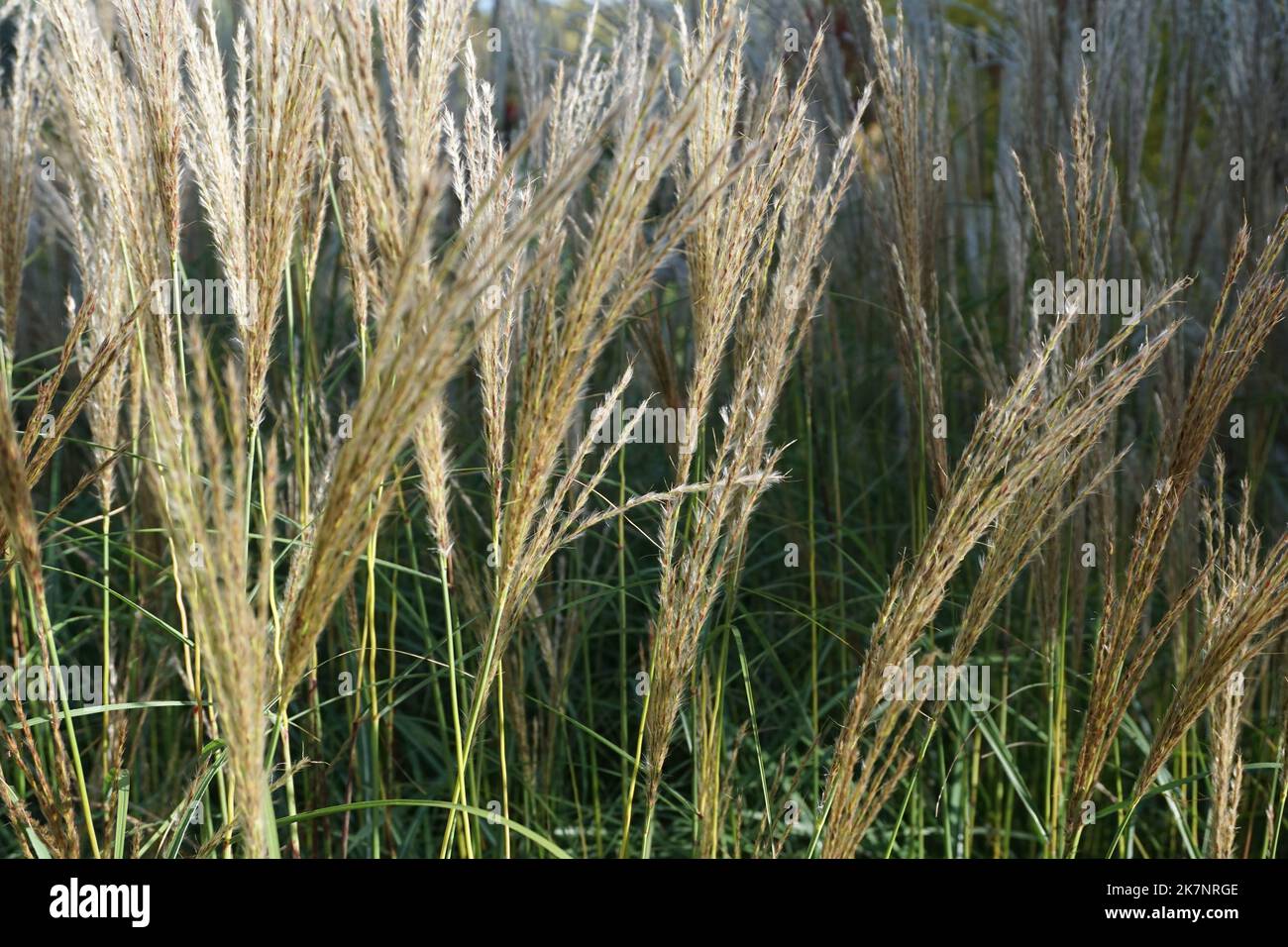 Grasses blowing in wind Stock Photo - Alamy