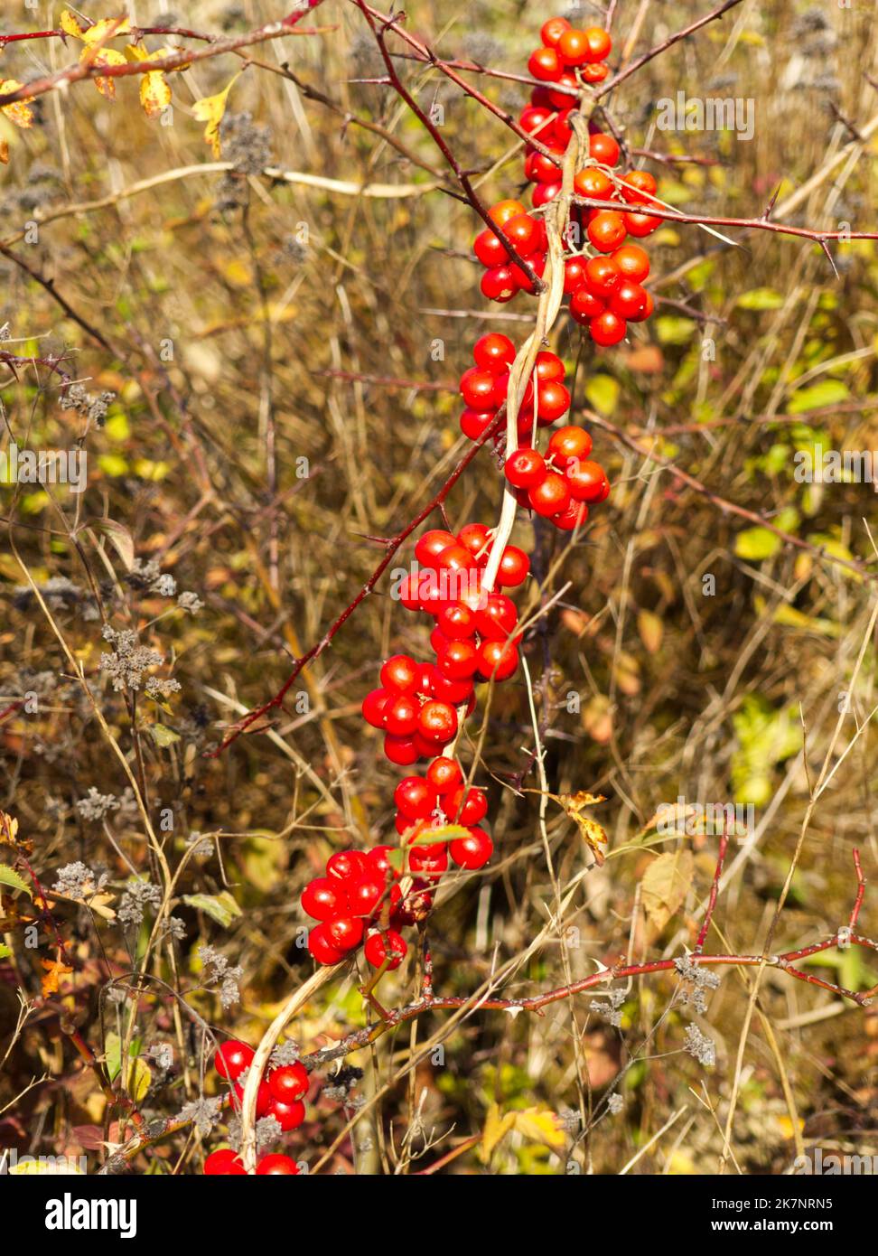 Black bryony berries hanging in a hedgerow Stock Photo - Alamy