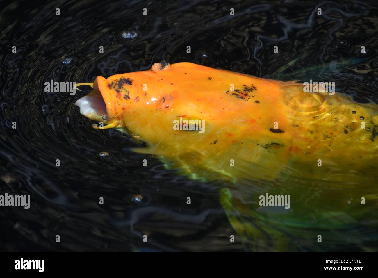 Fantastic orange koi fish swimming around in a koi fish pond Stock ...