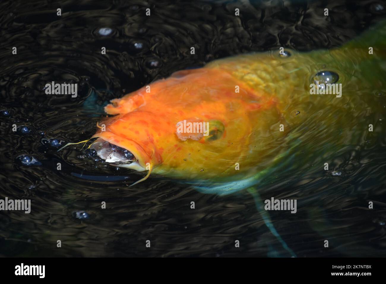 Beautiful orange koi fish with its mouth gaping wide open Stock Photo ...