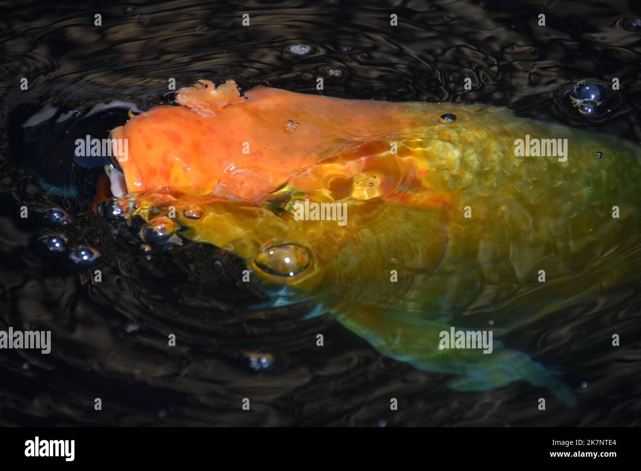 Japanese fish pond with a orange koi fish swimming around Stock Photo ...