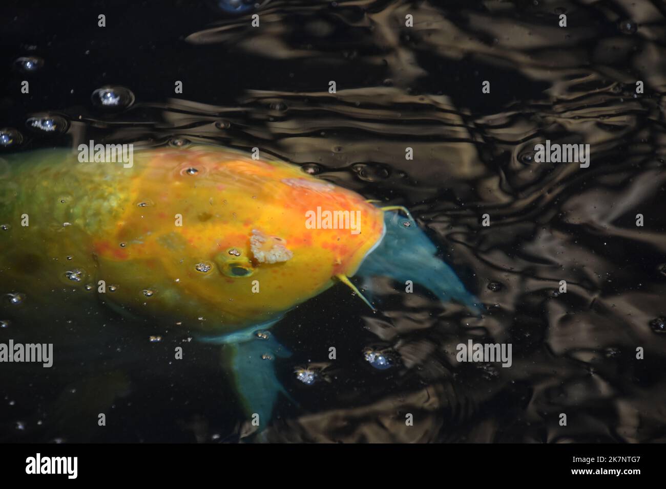 Bright orange koi fish swimming in a Japanese fish ponds dark waters ...