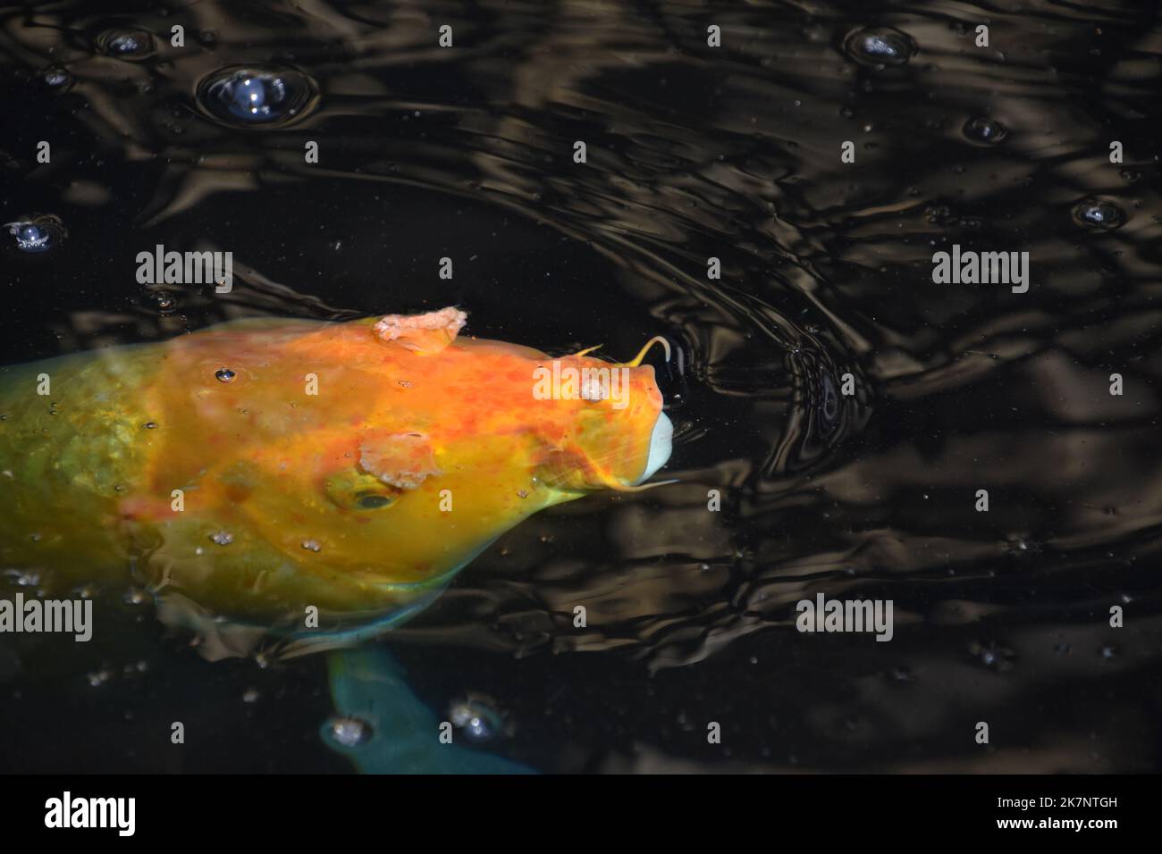 Fancy orange Japanese karp swimming along under the waters surface ...