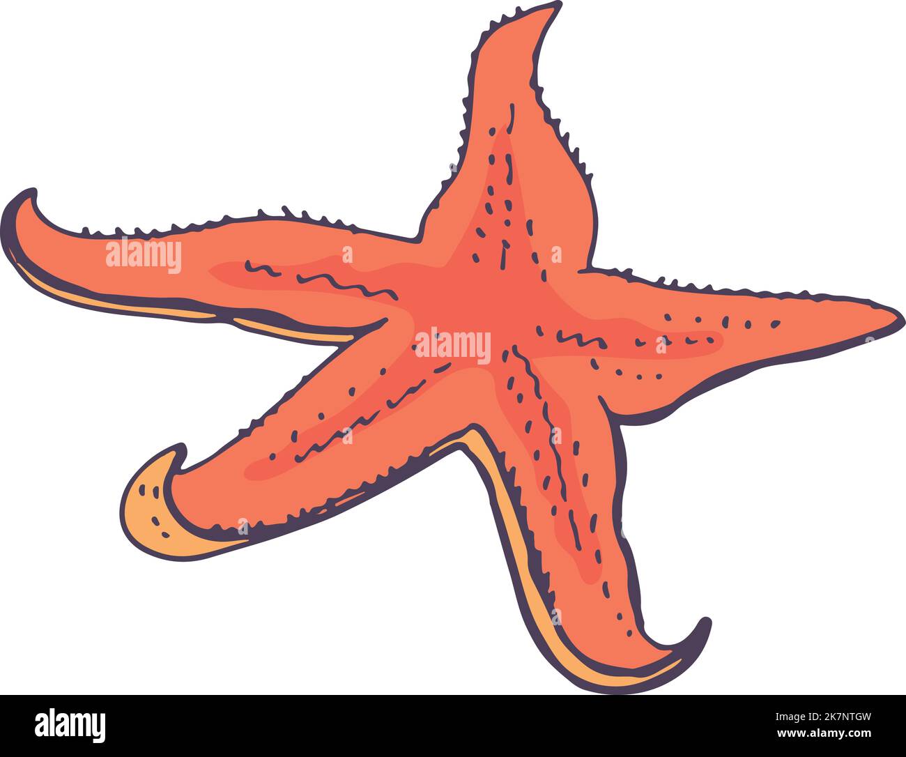 Starfish color sketch. Red underwater animal doodle Stock Vector Image ...