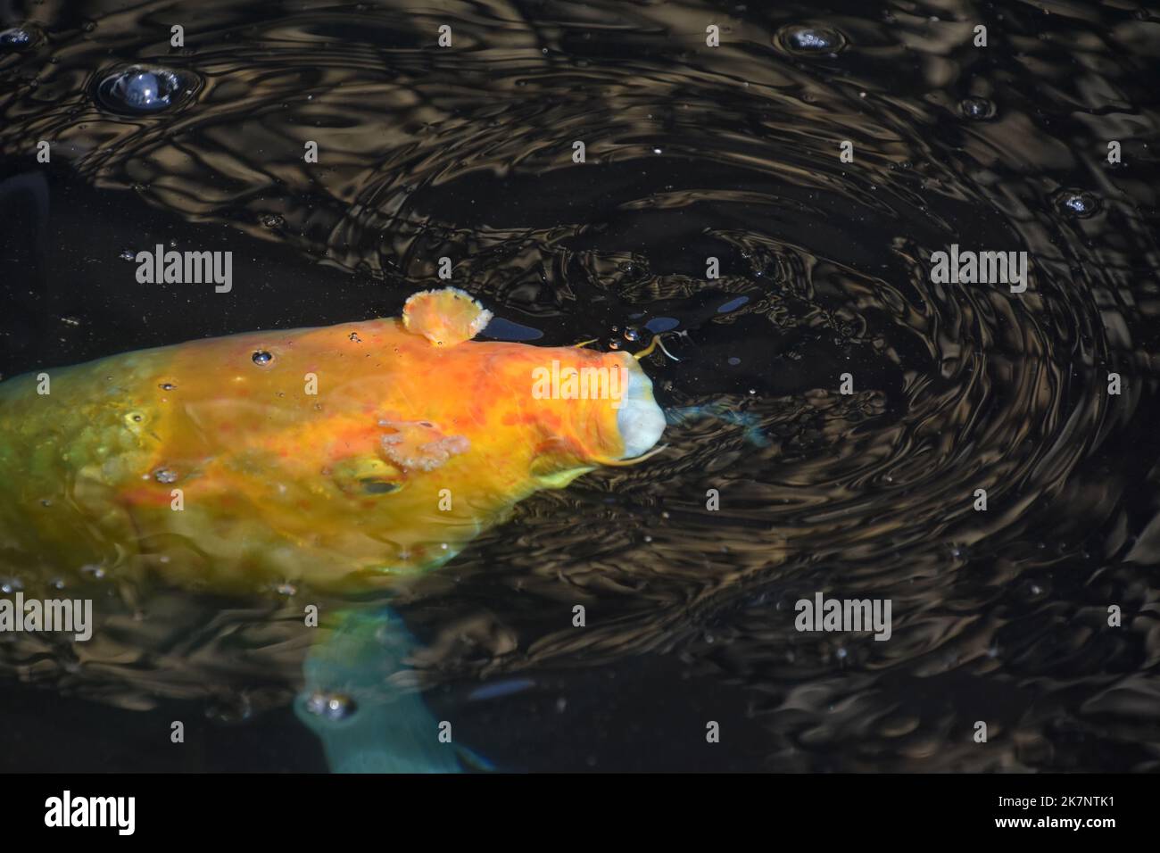 Swimming brilliant orange koi fish with its mouth wide open Stock Photo ...