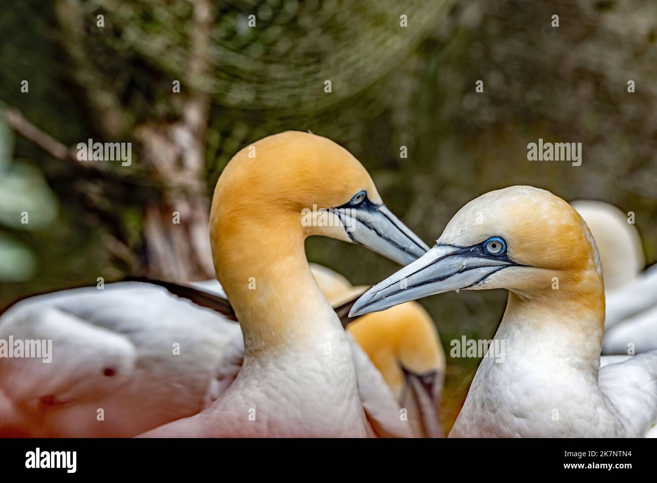 Im Zoo am Meer Bremerhafen Stock Photo - Alamy