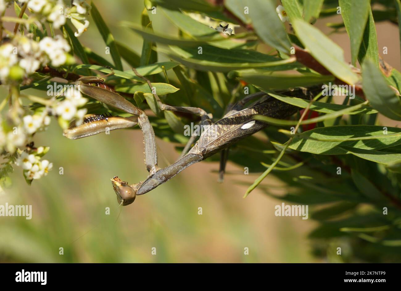 A Praying mantis, European mantis, Mantis religiosa, Andalusia, Spain ...
