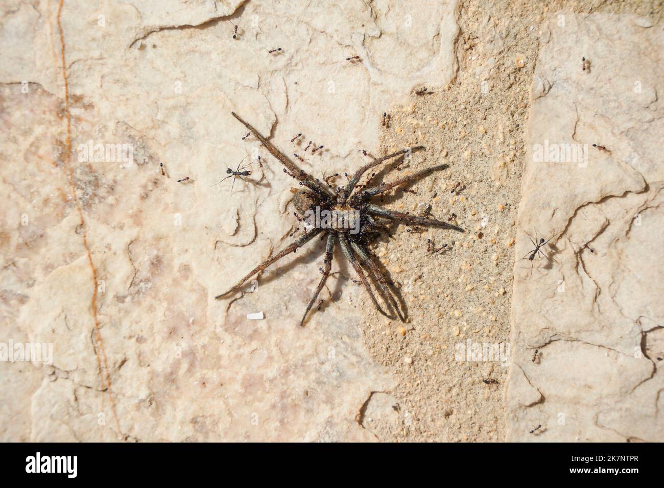 A dead spider is dragged by black ants Stock Photo - Alamy