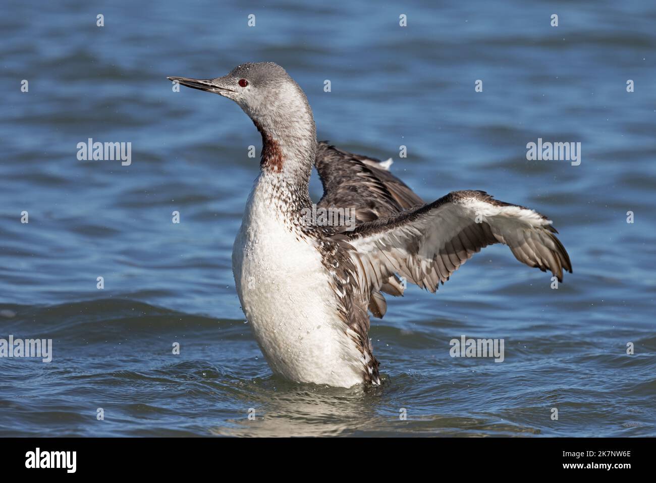Red-throated Diver (Gavia stellata) adult in partial summer plumage ...