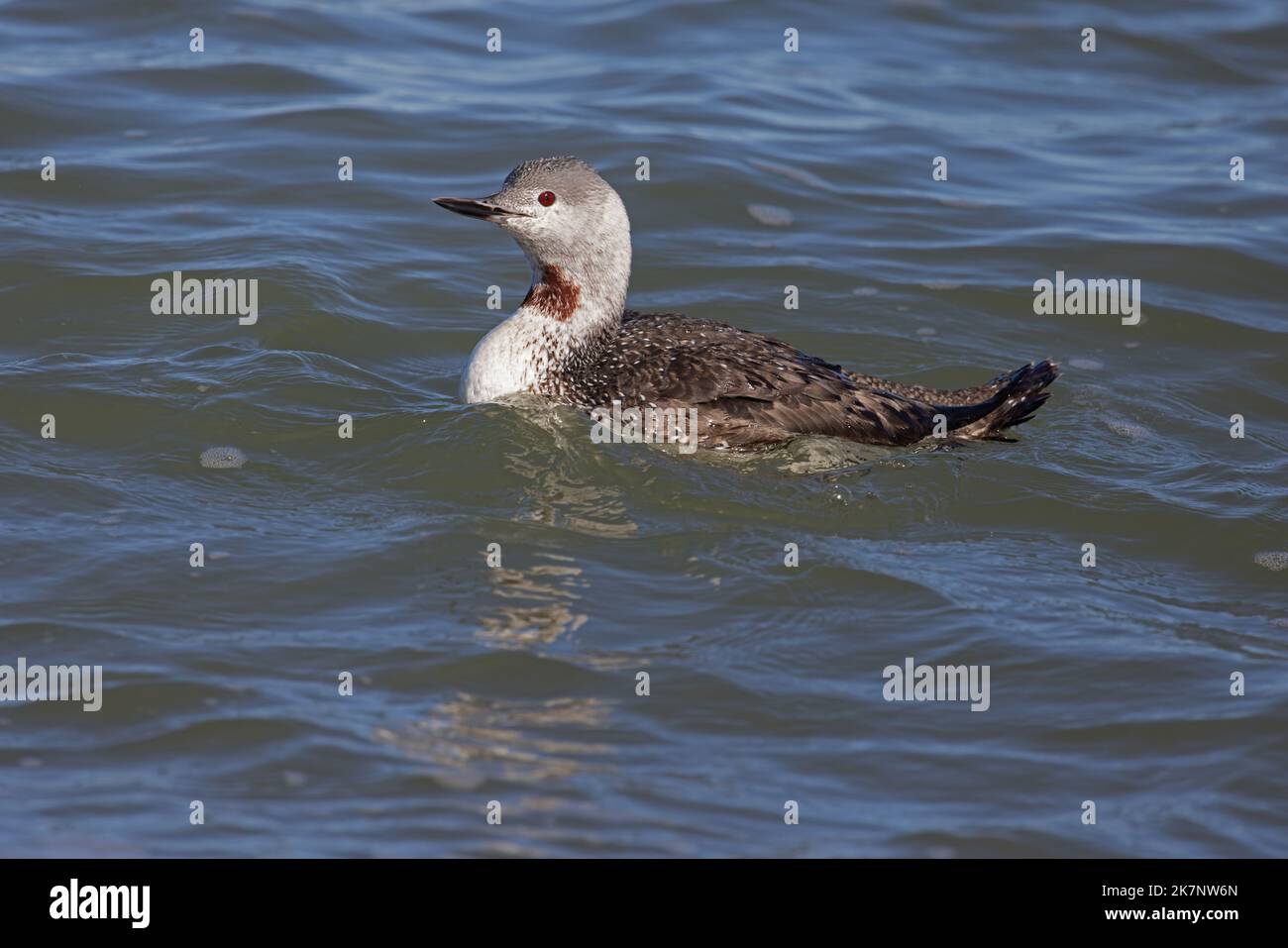 Red-throated Diver (Gavia stellata) adult in partial summer plumage ...