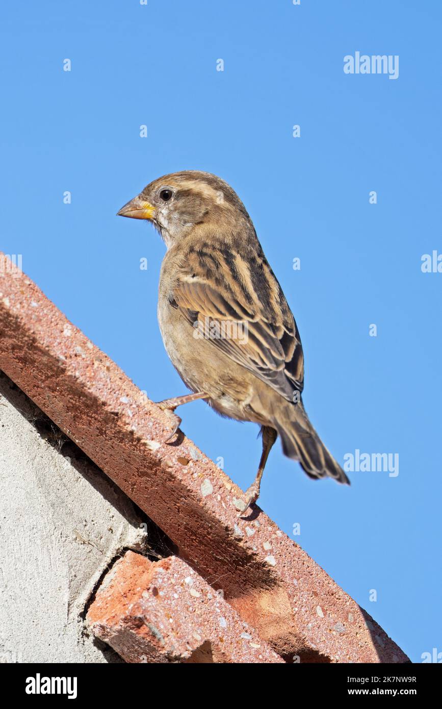 Immature house sparrow hi-res stock photography and images - Alamy