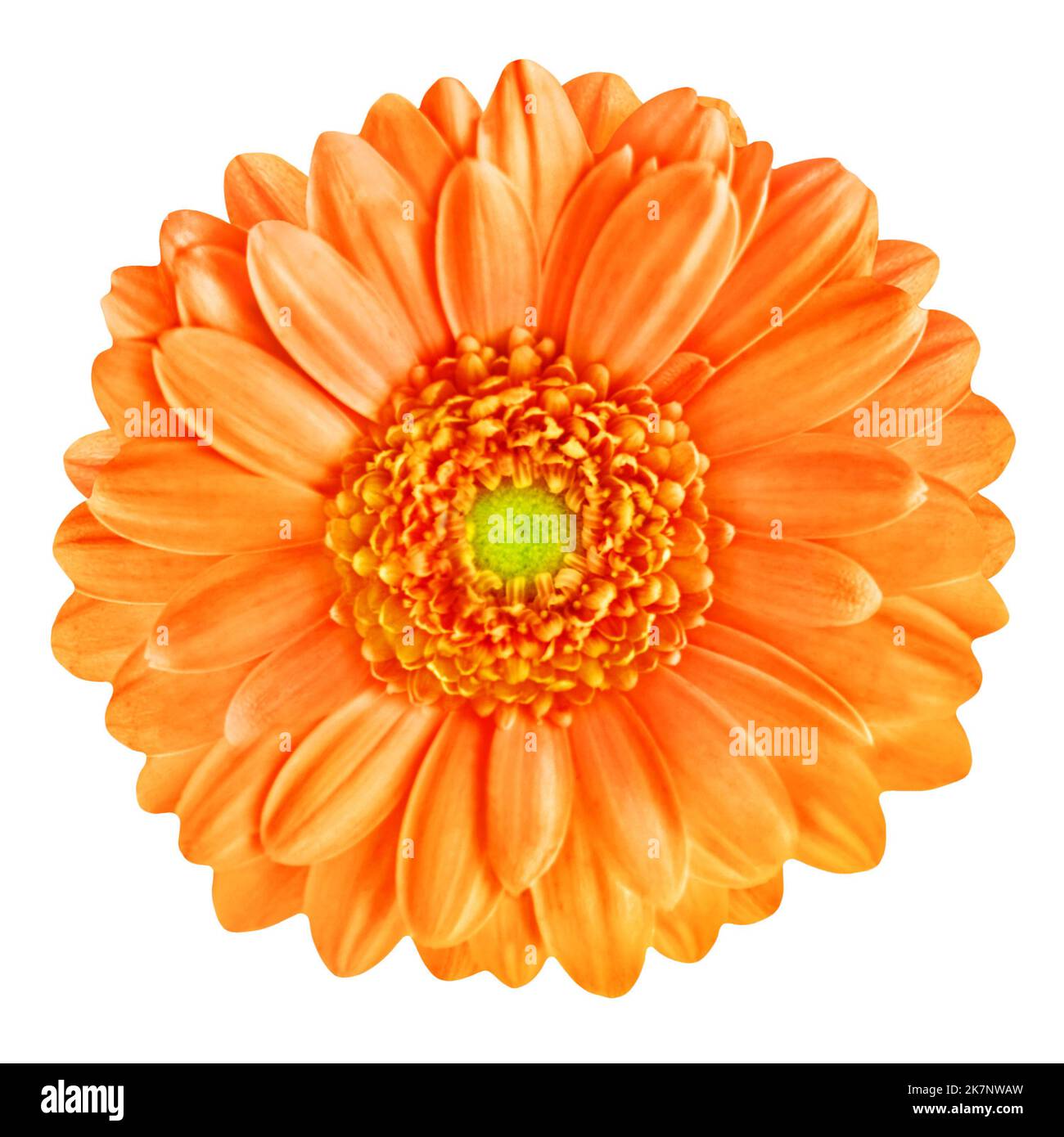 1 orange gerbera flower isolated on white background Stock Photo - Alamy