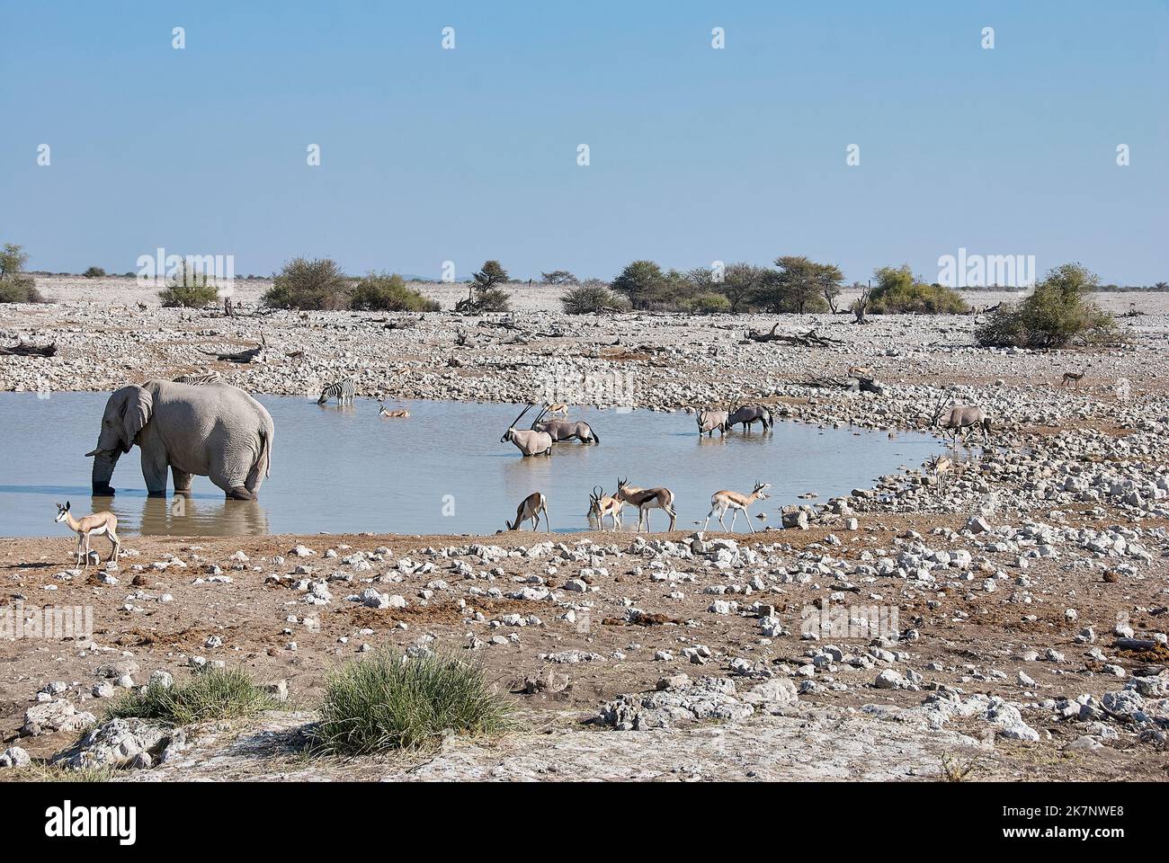 African animals like Elephant, Orxy, Springbok and Zebra at Okaukuejo ...