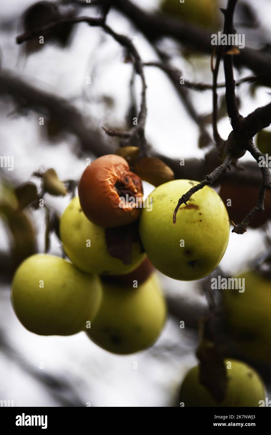 Frozen apples rotting on a tree Stock Photo - Alamy