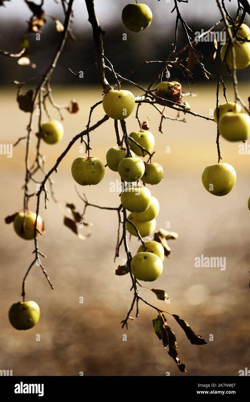 Rotting apples on branch hi-res stock photography and images - Alamy