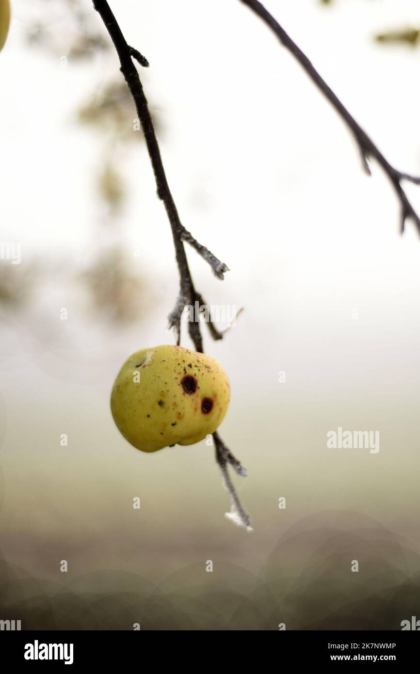Decaying apple tree hi-res stock photography and images - Alamy