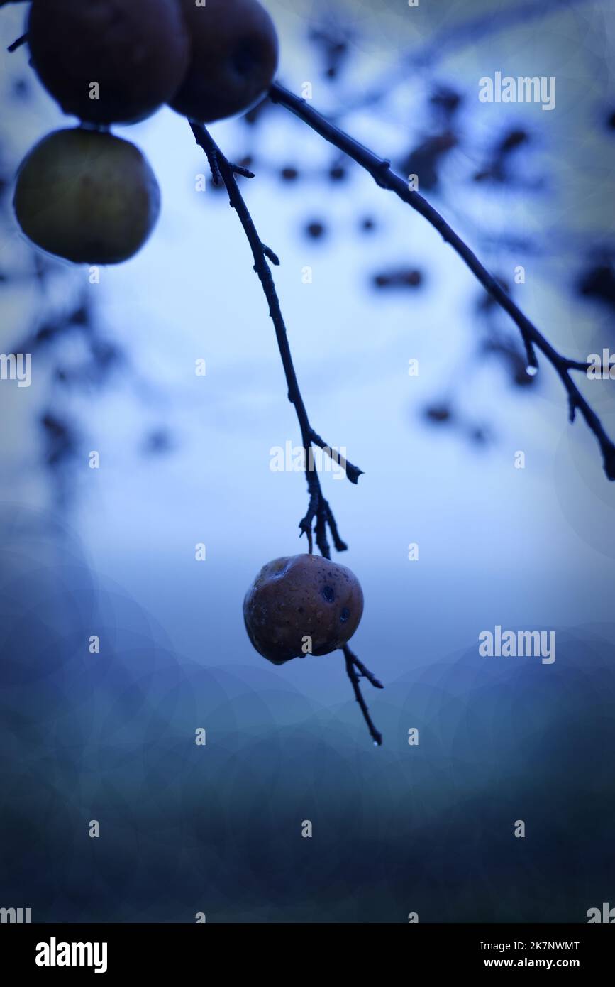 Frozen apples rotting on a tree Stock Photo - Alamy