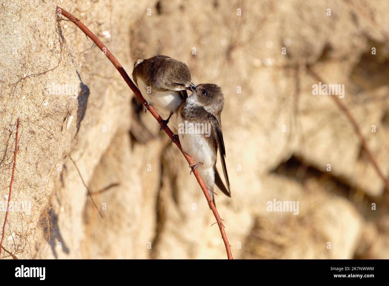 Sand martins (riparia riparia) along sand dunes where the colony ...