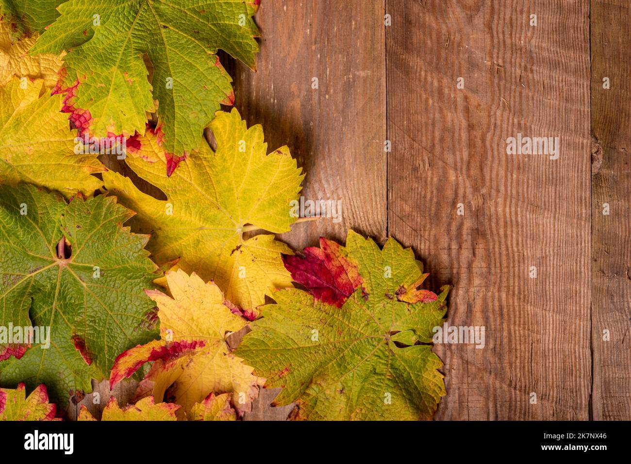 detail photograph of grape vine leaves in autumn, fall colors on a ...