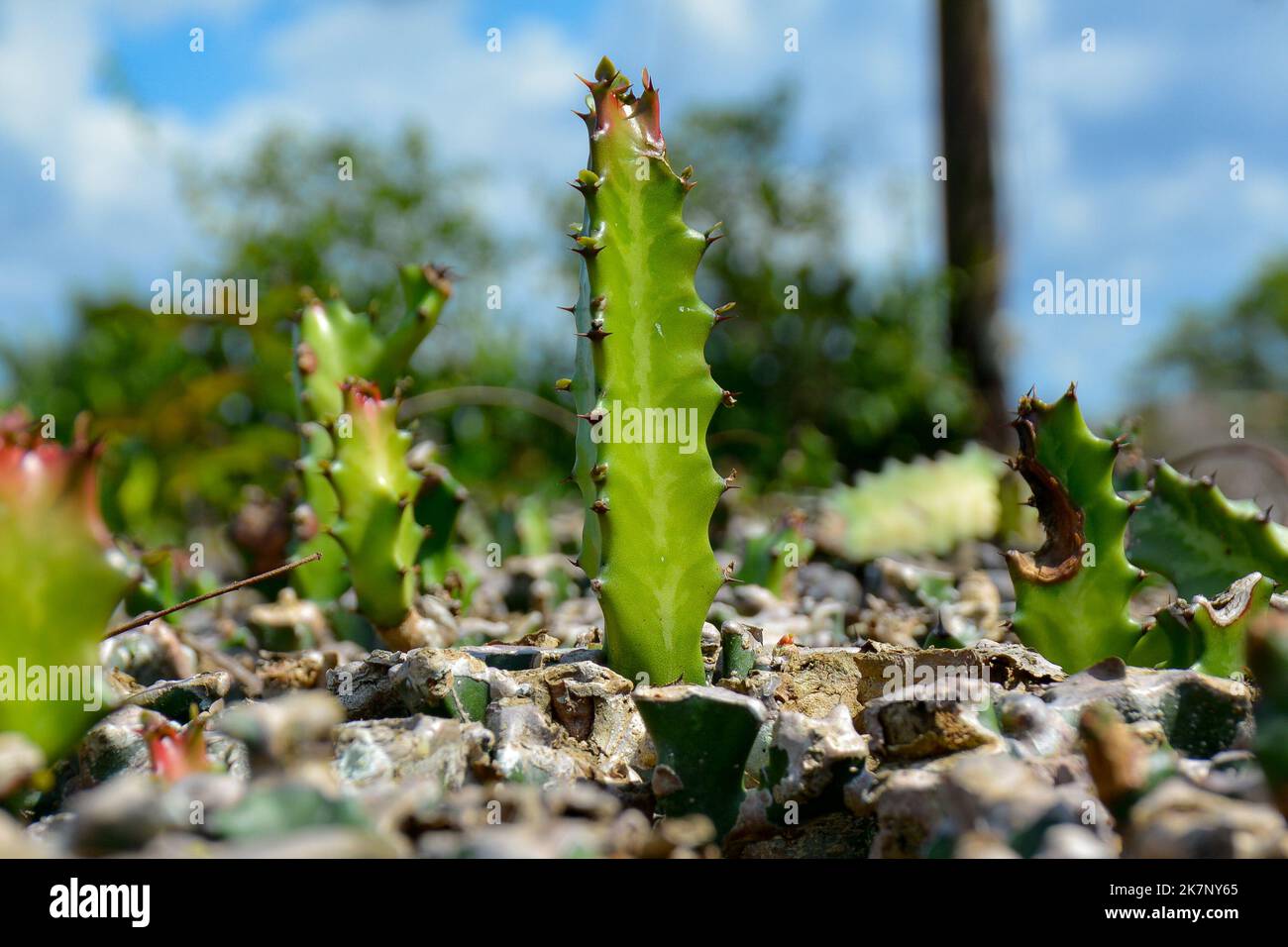 Cactus root stock hi-res stock photography and images - Alamy