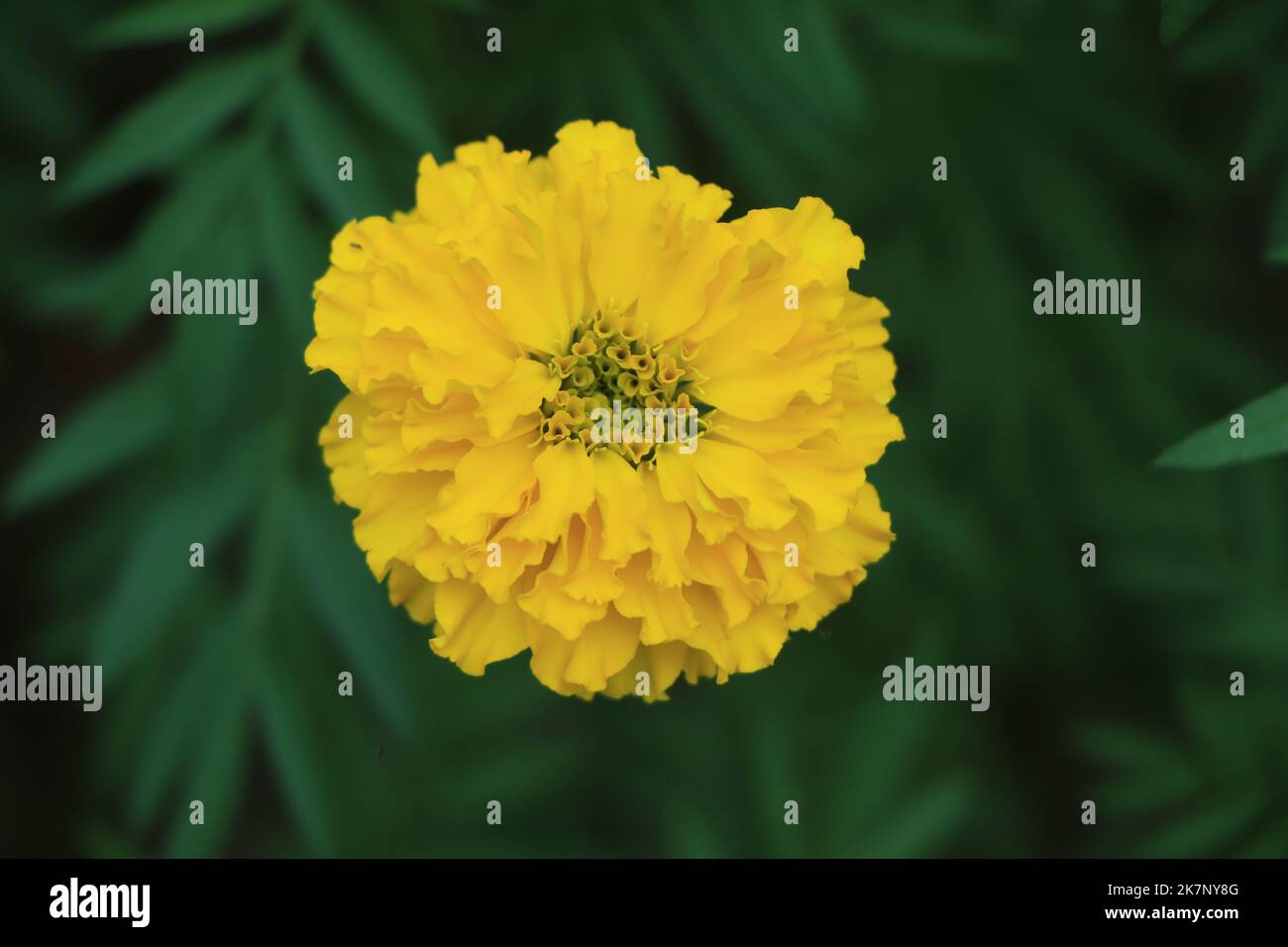 Marigolds (Tagetes erecta, Mexican marigold, Aztec marigold, African ...