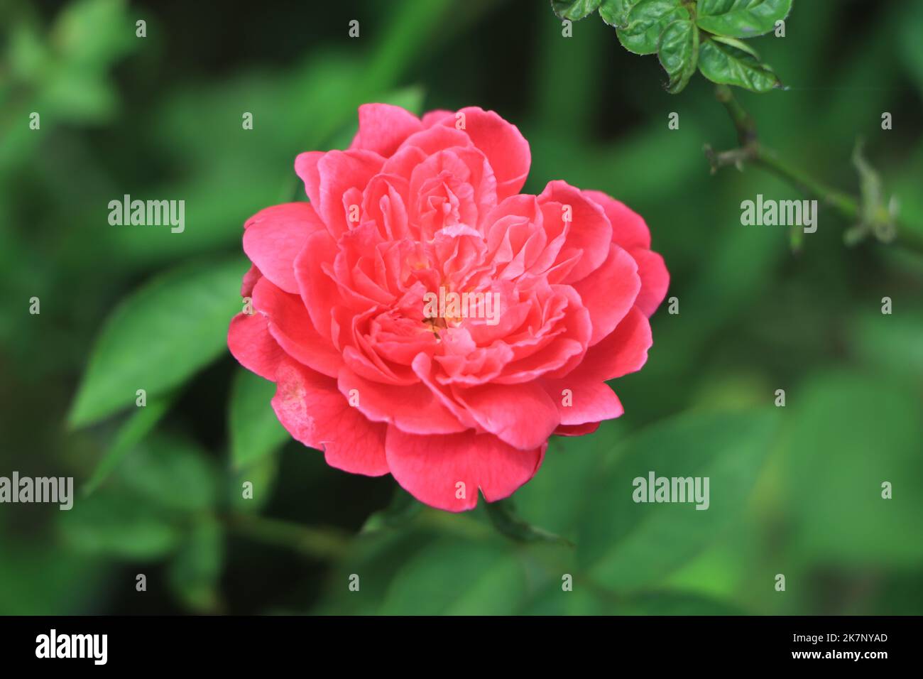 Splendid rose garden hi-res stock photography and images - Alamy