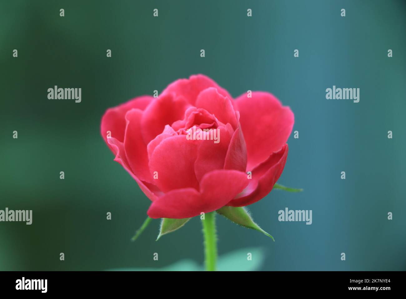 Classic red rose in full bloom Stock Photo - Alamy