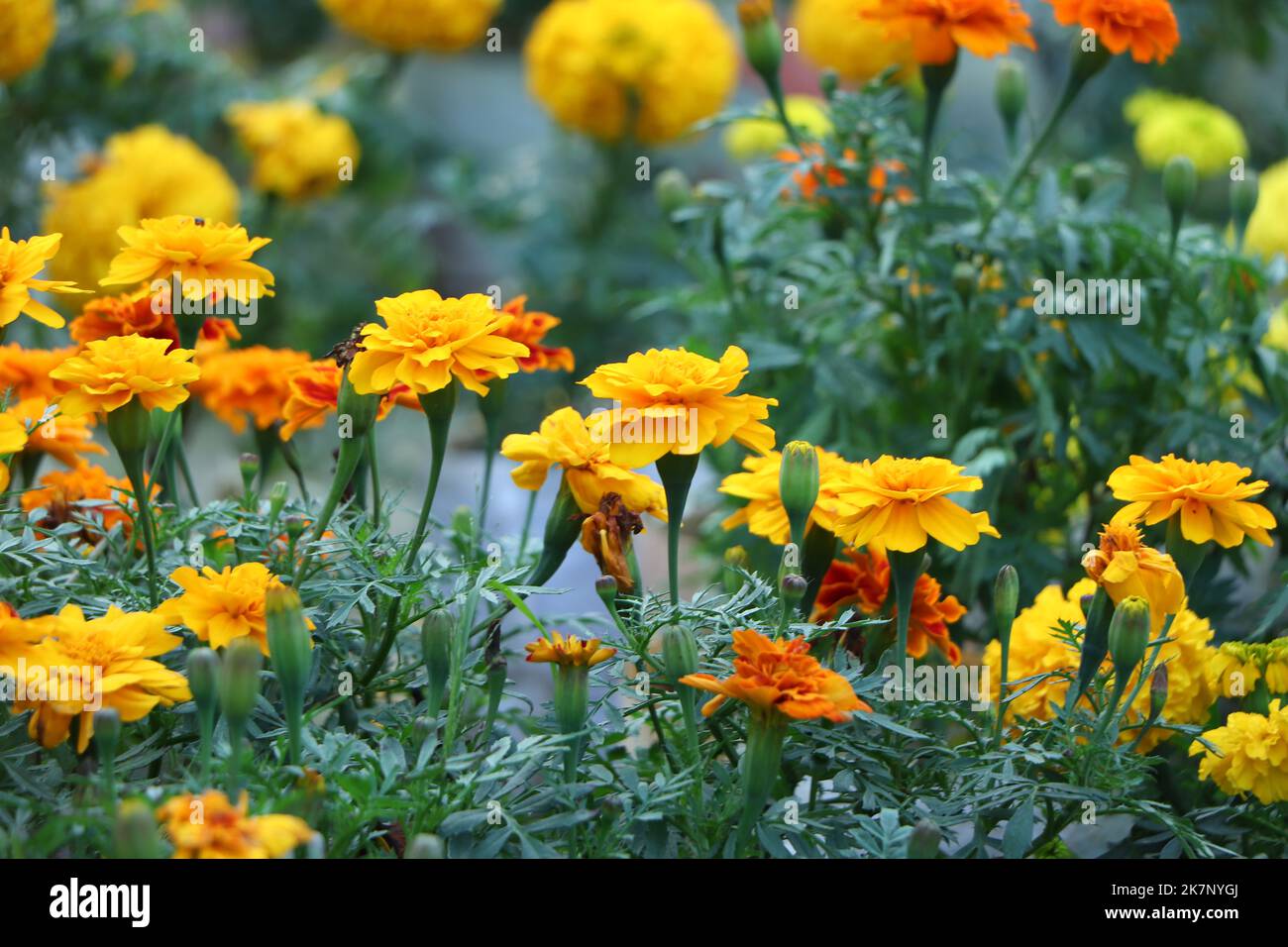 yellow marigold flower background on a garden Stock Photo - Alamy