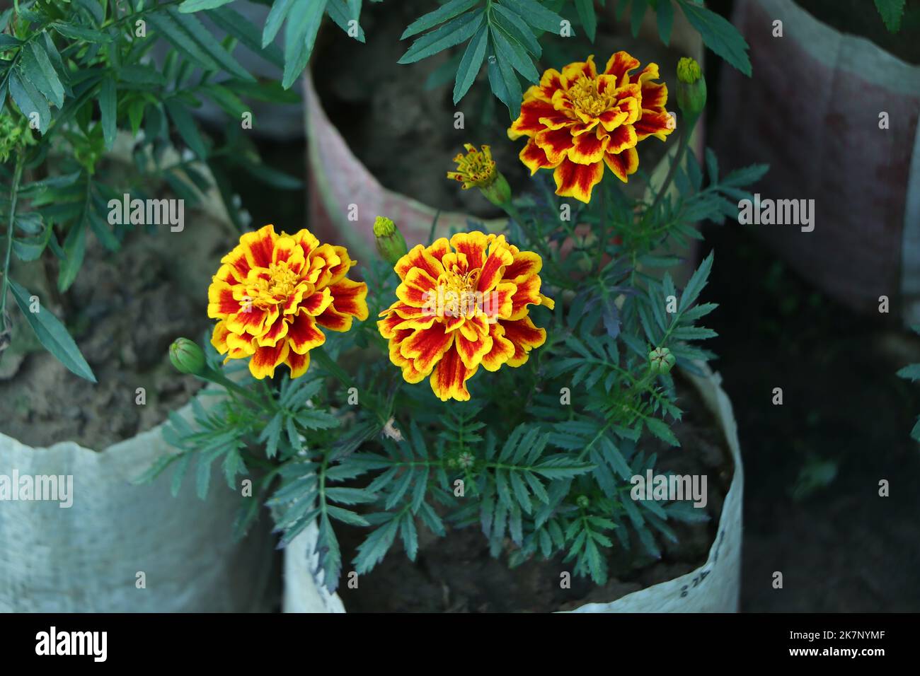 yellow and red marigold flower in garden Stock Photo - Alamy