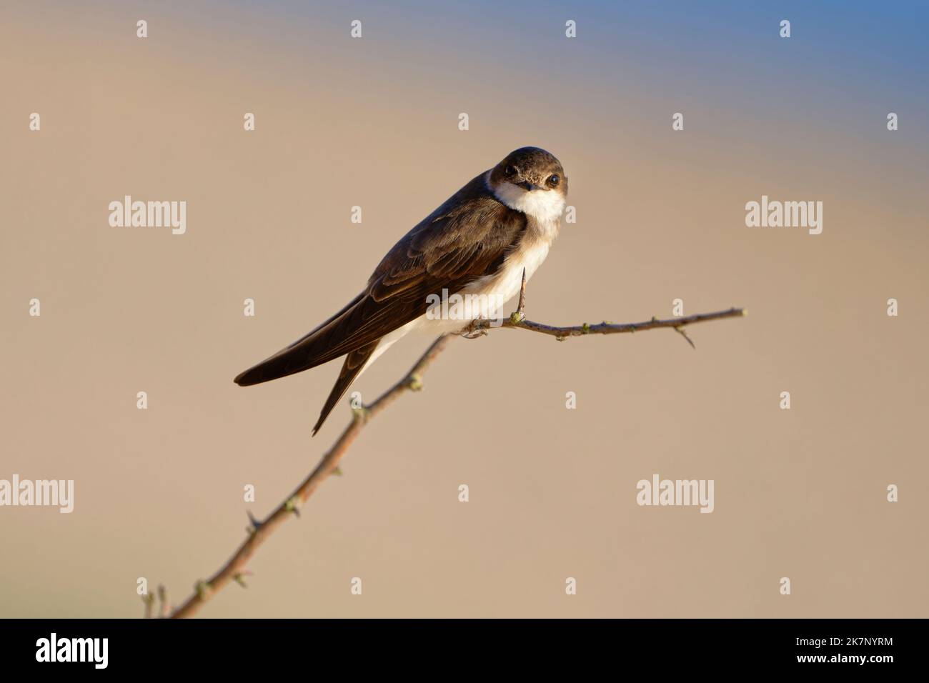 Sand martin (riparia riparia) along sand dunes where the colony nesting ...