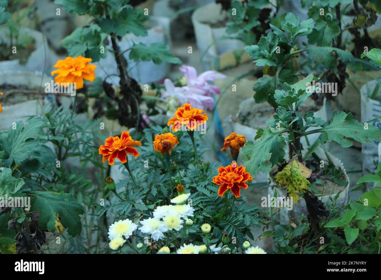 marigold flowers in garden Stock Photo - Alamy