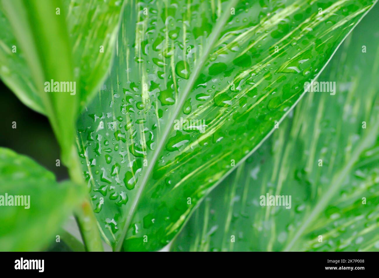 Alpinia galanga variegated hi-res stock photography and images - Alamy
