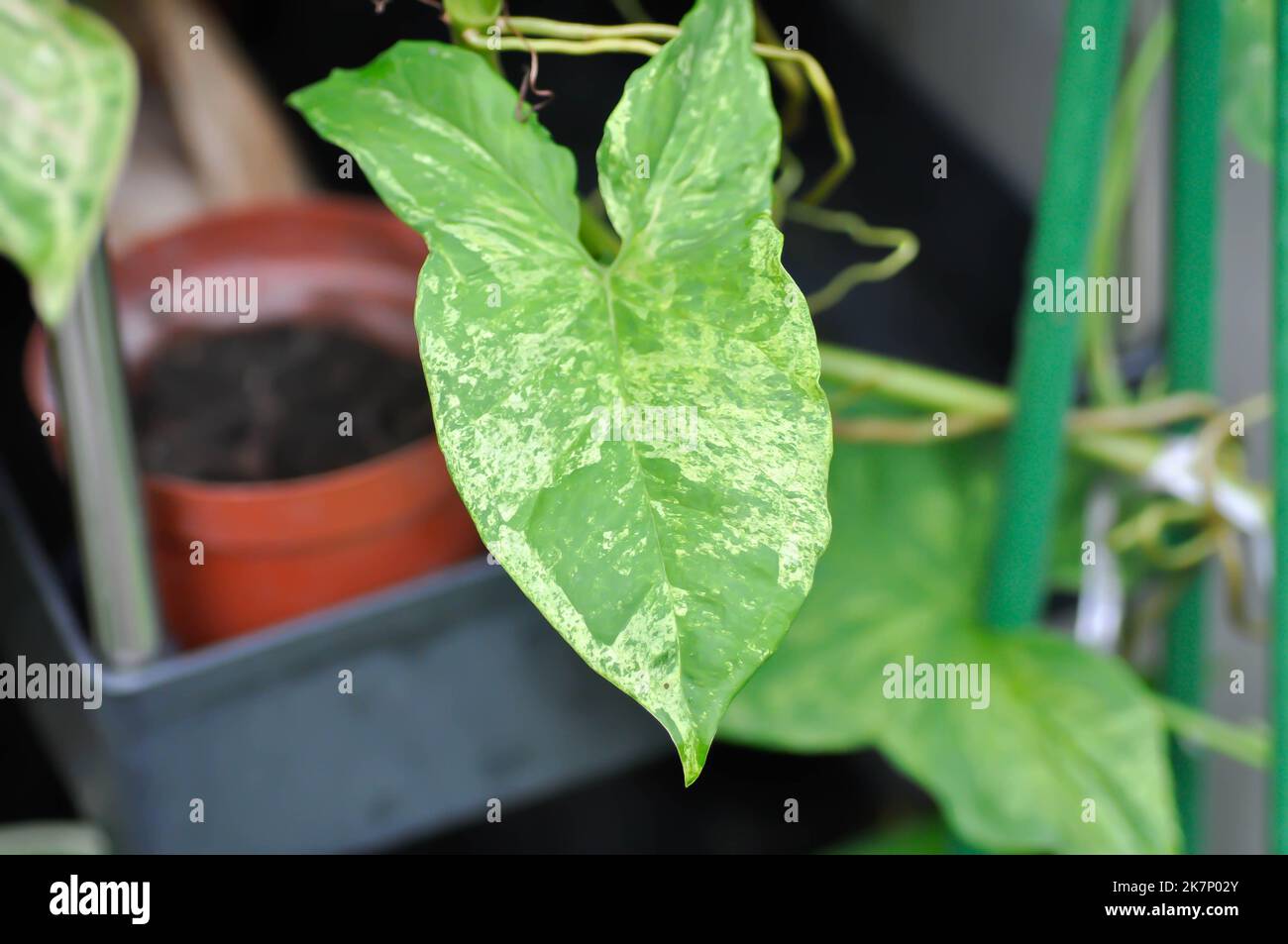Syngonium podophyllum, Arrowhead Vine or Goosefoot Plant or Araceae or ...