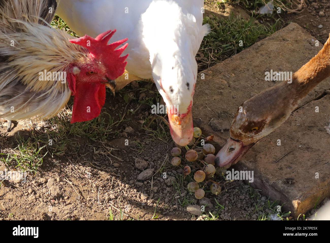 Rooster and ducks are seen while eating grapes in "Kokingrad" in ...