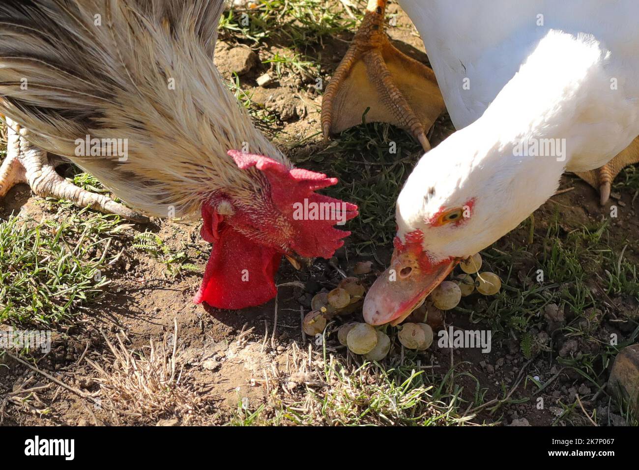 Hens eating near the rooster hi-res stock photography and images - Alamy