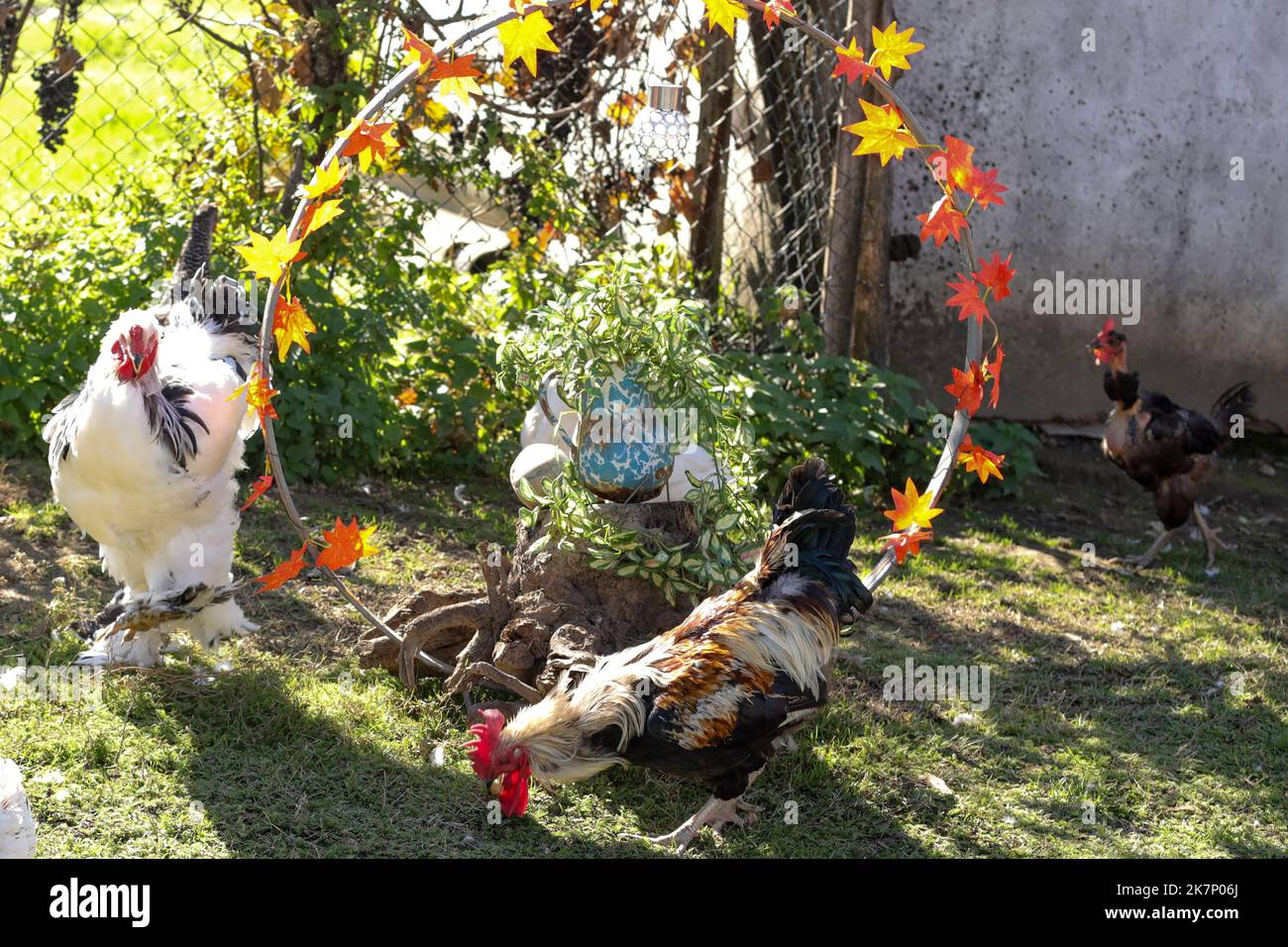 Rooster and hens are seen in "Kokingrad" in Karanac village near Osijek ...