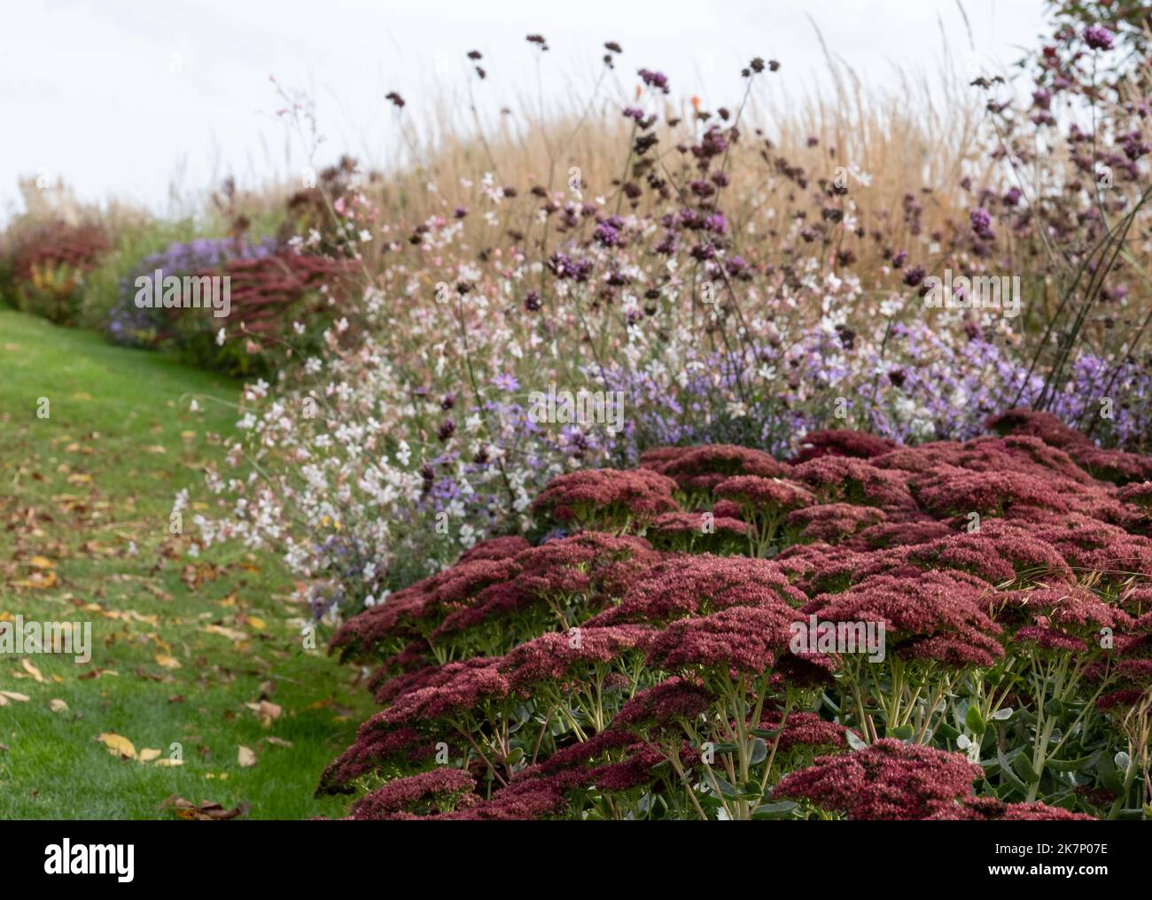 Red sedum flowers, and autumn colours and textures at RHS Hyde Hall ...